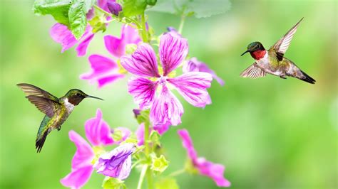 Успокаивающая музыка для нервов 🌿 лечебная музыка для сердца и сосудов релакс музыка для души