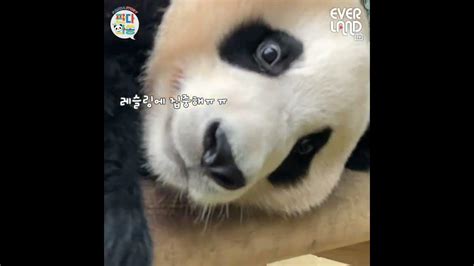 Eng 송바오 손은 약손~💊 본격 힐링 교감타임 판다월드 60 Shorts Youtube