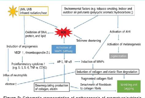 Figure 3 From Skin Aging And Modern Age Anti Aging Strategies Semantic Scholar