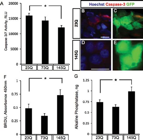 Mhtt Exerts A Pro Survival Effect On Undifferentiated Nt2 Cells