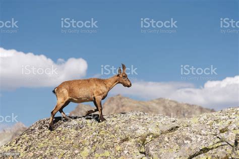 젊은 여성 알파인 카프 라 아이 벡 스는 돔 레이 산맥의 하이 록스 스톤에 있습니다 북 코 카 서 러시아 갈색에 대한 스톡 사진 및 기타 이미지 Istock