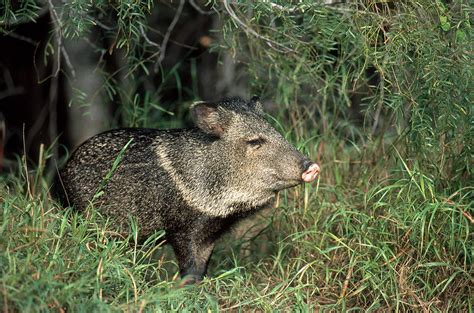 Collared Peccary Photograph By Gerald C Kelley Fine Art America