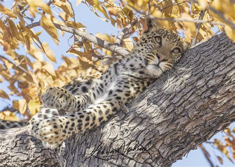 Wild Cats Nature By Lennart