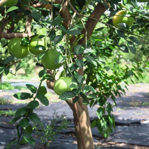 Guayaba Arbol El Tesoro Tropical De México La Guayaba Secretaría