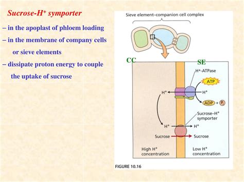 PPT Phloem Loading Sink Source Vs Productivity PowerPoint Presentation ID