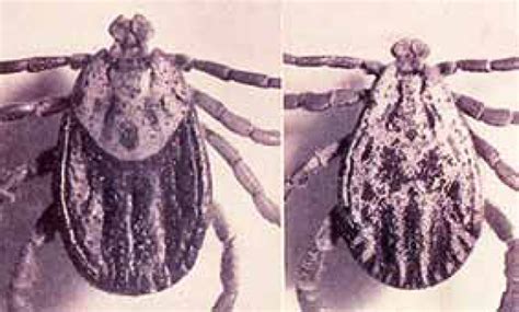 The Veterinary Nurse 3