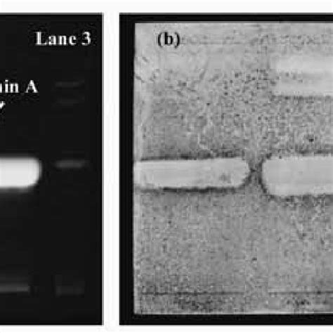 Chromatograms Of Leaf Extracts Developed In Hexane Ethyl Acetate 11