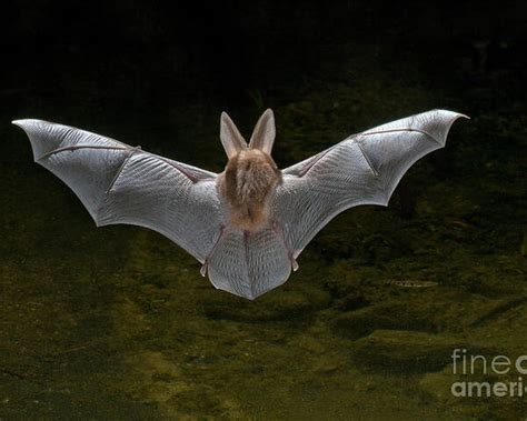 Leaf Nosed Bat