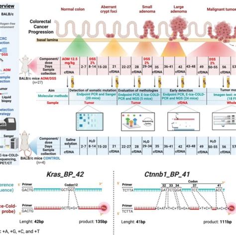 Experimental Design And The Azoxymethane And Dextran Sodium