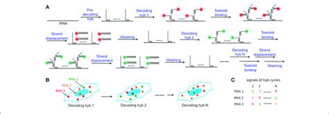Highly Multiplexed Single Cell In Situ Rna Analysis With Sfo A Download Scientific Diagram