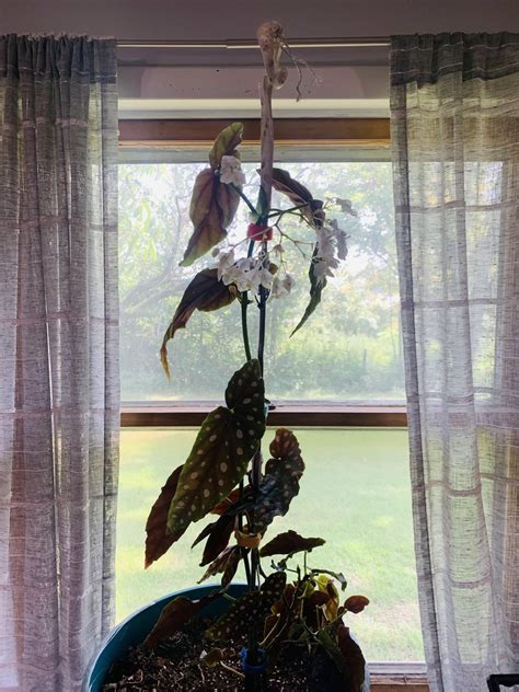 Begonia Maculata Really Took Off After Repotting 😍 R Houseplants