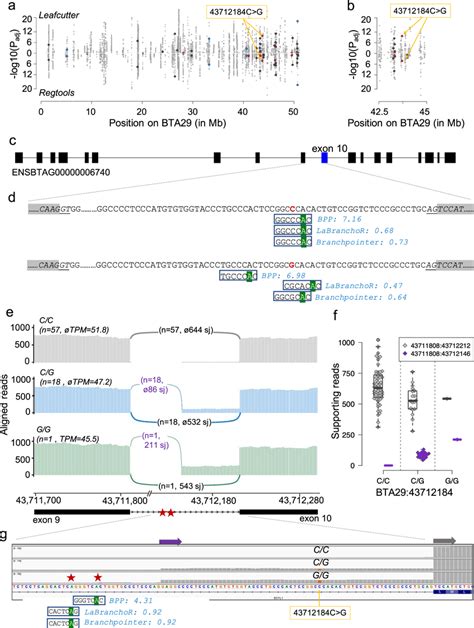 A Mutation Within A Predicted Branch Point Sequence Is Associated With
