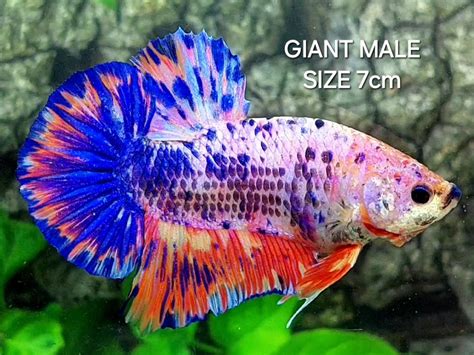 Multicolor Pink Candy Jumbo Giant Hmpk Male Zaga Farm