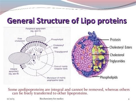 Lipoproteins Structure Classification Metabolism And Clinical Sign