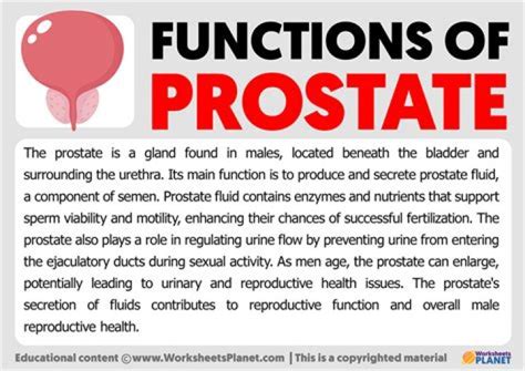 What Is The Prostate And What Is Its Purpose The Daily Insight