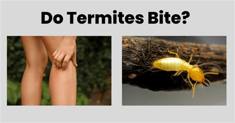 Do Termites Bite Do Termites Bite People