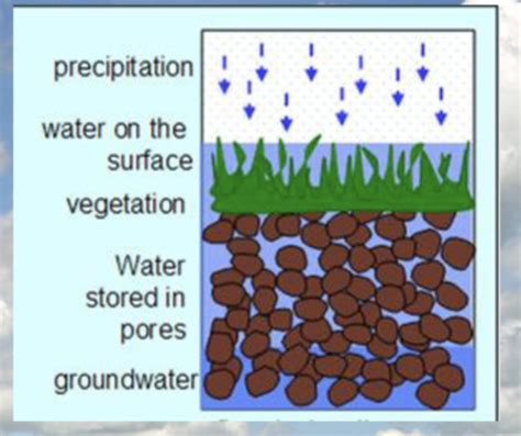 Wetlands Final Exam Flashcards Quizlet