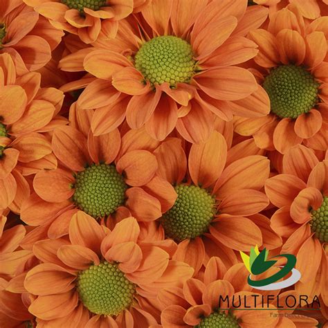 Daisy Poms Vistaflor