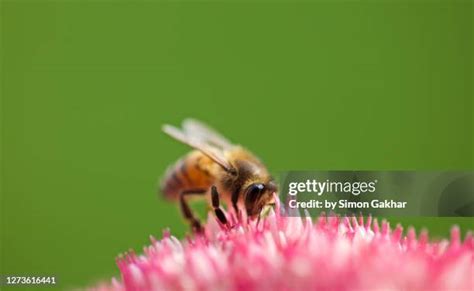 Hairy Honey Photos And Premium High Res Pictures Getty Images