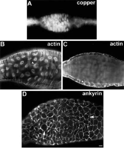 A D Copper Cells Differentiate In Lab K3 Lab Vd1 Adults A Copper Cell