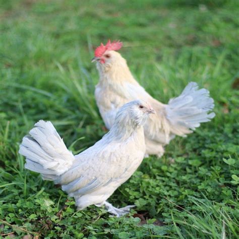 Porcelain Duccles Bantam