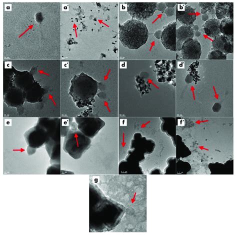 Tem Micrographs Of Bacteriophage T4 5 Aa And Of Phage Nanoparticle Download Scientific