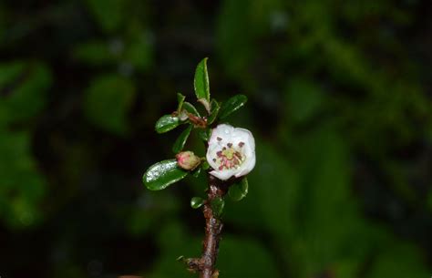 Cotoneaster Microphyllus Eflora Of India