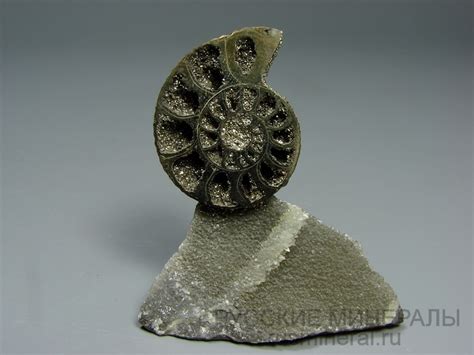 Аммонит пиритизированный 4,8х4х2,5см купить за 550 руб.
