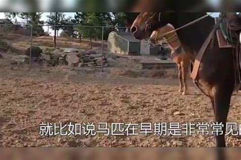 为啥说马是骡子的仇人瞧瞧马都干了啥好事镜头记录下过程 马都 仇人 骡子