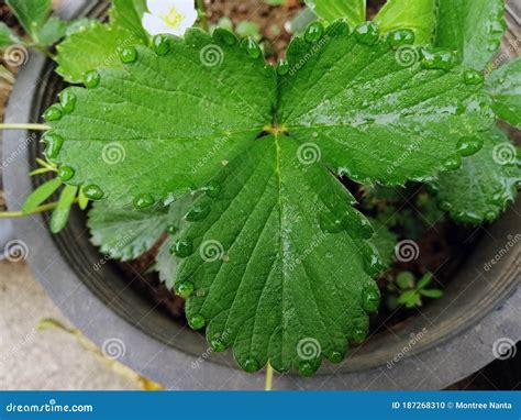 Guttation On A Leaf Is The Exudation Of Drops Of Xylem Sap On The Tips