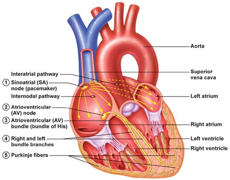 Electrical Signals Of The Heart Venn Diagram Readwritethink