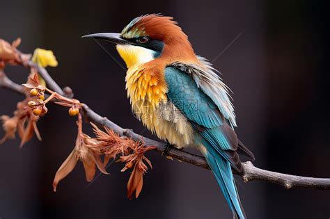 树上有一只漂亮的鸟高清图片下载 正版图片600787902 摄图网