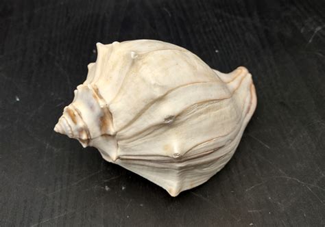 Right Handed Whelk Seashell Creamy Yellow Atlantic Busycon Carica 1 Shell Approx 5 5 Inches