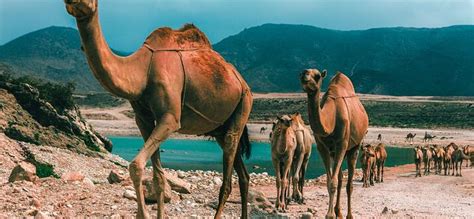 Top 7 Things To Do In Sohar Oman Trip101