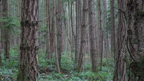 Mass Timber Should Always Start With Forest Health