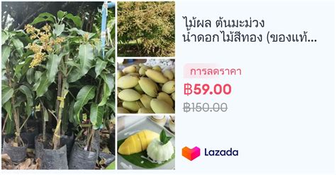 ไม้ผล ต้นมะม่วง น้ำดอกไม้สีทอง ของแท้ 🥭 กิ่งทาบ ความสูง 70 1เมตร รากเดินดี ต้นแข็งแรงพร้อมปลูก