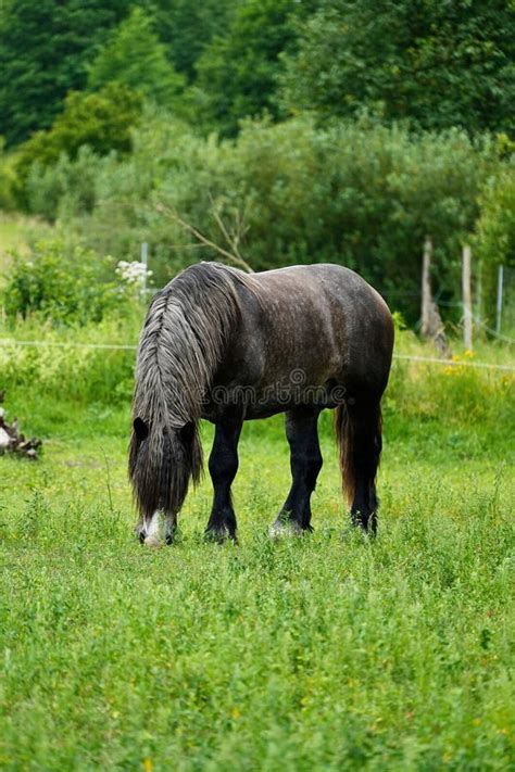 Grazing Dark Brown Horse In A Green Meadow Stock Image Image Of
