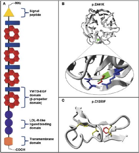 Schematic Representation Of Lrp5 And 3d Modeling Of Lrp5 Missense Download Scientific Diagram