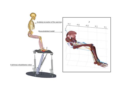 Validation Of A Real Time Musculoskeletal Model With Anybody Anybody