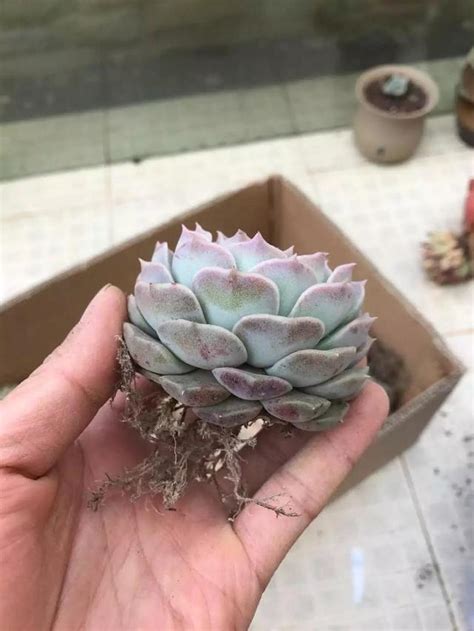 關於多肉介殼蟲說說我的親身經驗吧 每日頭條