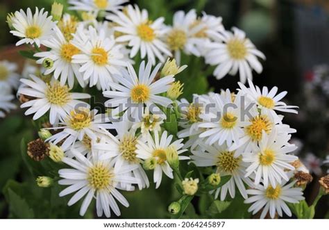 Aster Ageratoides Över 76 Royaltyfria Licensierbara Stockfoton