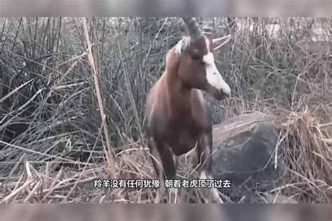 迫于生活压力的小鹿投狮自尽，镜头拍下全过程，狮子：来了，老弟