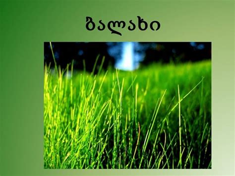 Yvavilovani Mcenareebi