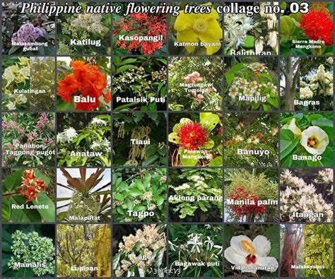 20 Most Beautiful Native Flowers Of The Philippines Artofit