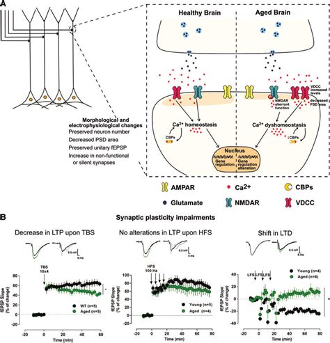 Morphological And Synaptic Alterations Upon Aging In The Ca1 Area Of