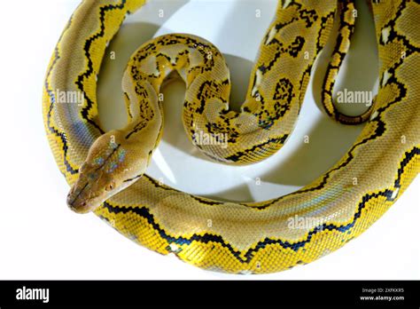 Dwarf Reticulated Python Malayopython Reticulatus Saputrai On White