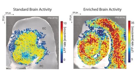 Living A Varied Life Boosts Brain Connectivity In Mice ScienceAlert
