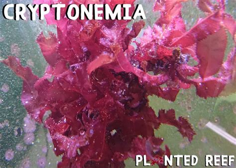 Cryptonemia Crenulata Macroalgae