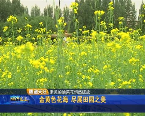 素美的油菜花悄然绽放 金黄色花海尽展田园之美