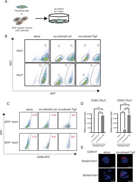 转录因子 Junb 是体外将 Epcam 阳性肝细胞癌 （hcc） 细胞转化为 Cd90 阳性 Hcc 细胞所必需的 Cell Death And Disease X Mol